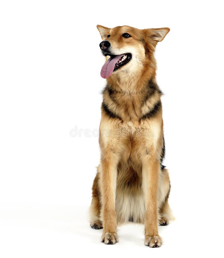 Cute Mixed Breed Dog Sitting in a White Studio Stock Image - Image of ...