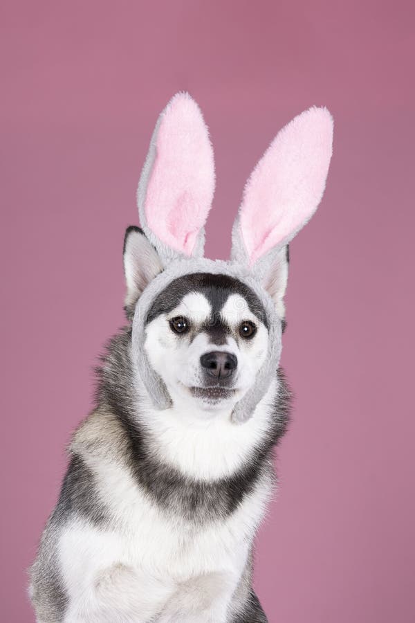 Cute Mixed Breed Pomsky Dog Sitting on a Pink Background with Easter ...