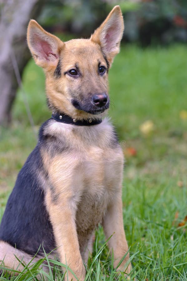 Cute Mixed Breed Puppy Portrait Stock Photo - Image of mammal, close ...