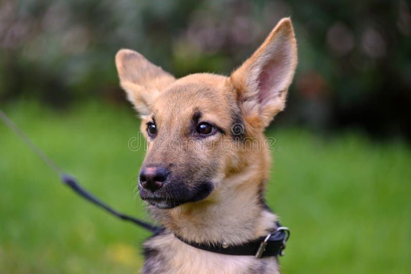 Cute Mixed Breed Puppy Portrait Stock Photo - Image of happy, animal ...