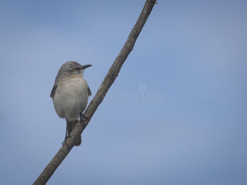 Cute Mocking Bird on a Branch Stock Image - Image of polyglottus ...