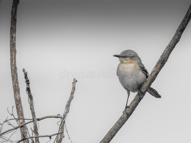 Cute Mocking Bird on a Branch Stock Photo - Image of park, polyglottus ...