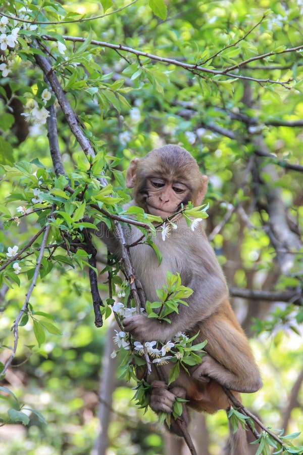 A Cute, Modest Monkey Sits on a Tree Branch Stock Photo - Image of ...