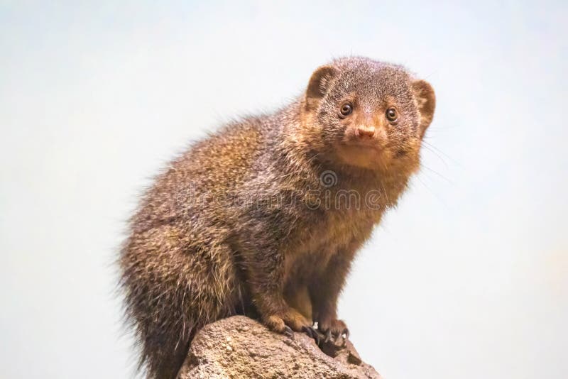 Cute Mongoose Close Up Portrait on the Rock Stock Image - Image of ...