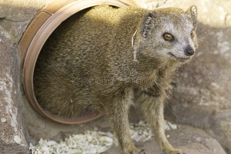 Mongoose stock image. Image of namibia, botswana, driftwood - 140614259
