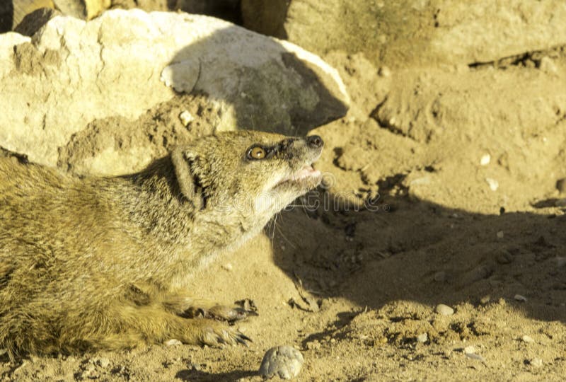 Mongoose stock image. Image of angry, beast, carnivore - 140614283