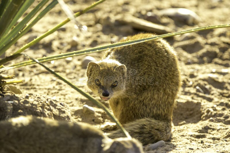 Mongoose stock photo. Image of alert, dirt, mongoose - 140614372