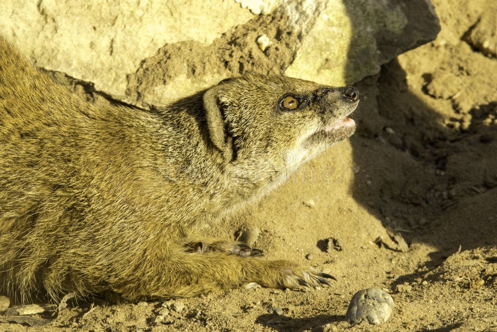 Mongoose stock photo. Image of desert, furry, brown - 140614404