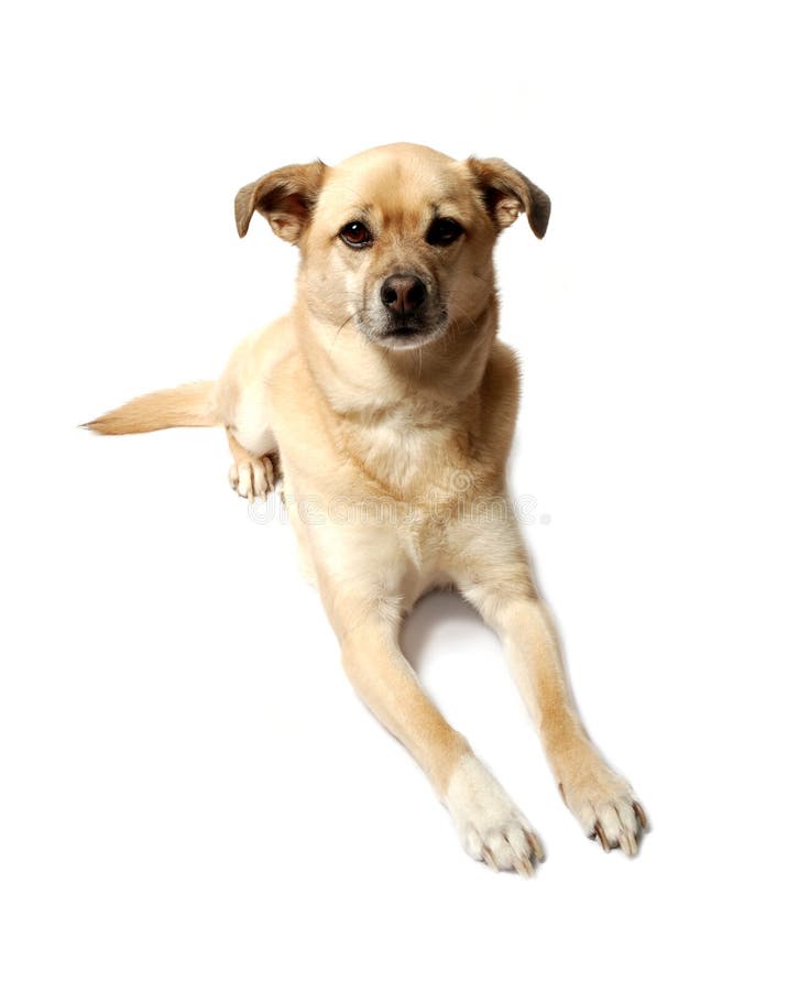 170+ Mongrel dog Free Stock Photos - StockFreeImages