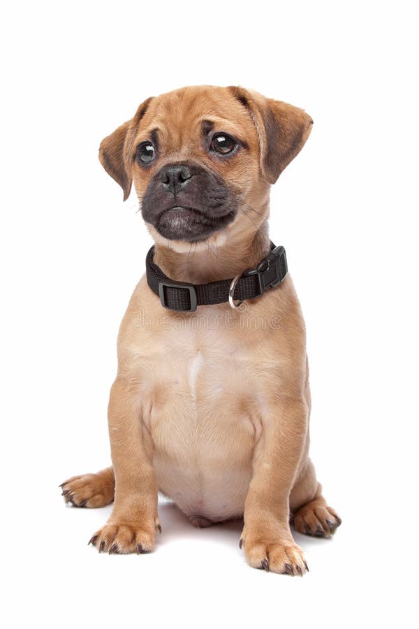 170+ Mongrel dog Free Stock Photos - StockFreeImages 170+ Mongrel dog Free Stock Photos - StockFreeImages