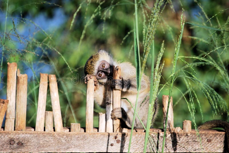 Monkey Peek-a-boo stock image. Image of rainforest, mammal - 3661299