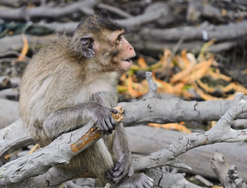 Cute monkey stock image. Image of animal, branch, grey - 26142405