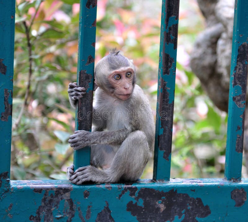 Cute Monkey stock photo. Image of dark, dumbfounded, cute - 26254858