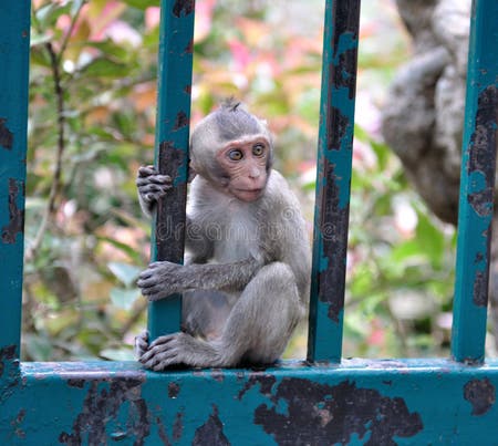 Cute Monkey stock photo. Image of dark, dumbfounded, cute - 26254858