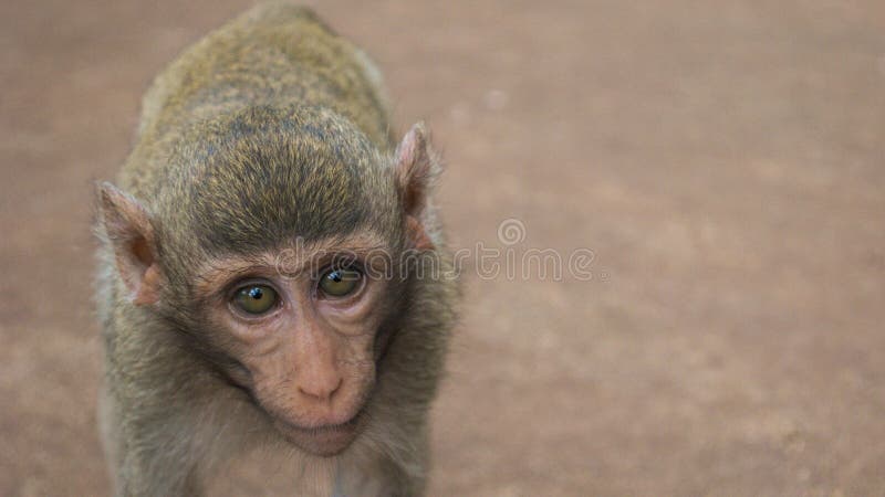 Monkey Picture in Profile Sitting on a Tall Tree Stock Photo - Image of ...