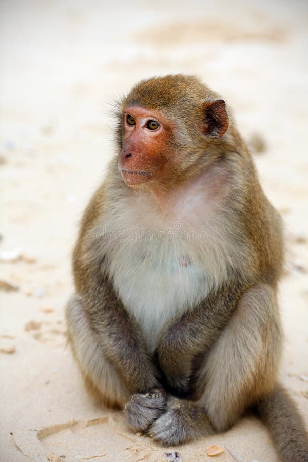 Cute Monkey on the Beach, Full Body, Close-up Stock Photo - Image of ...