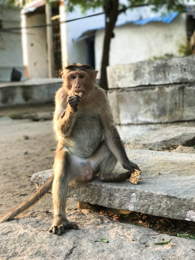 Cute Monkey stock image. Image of lovely, fruit, happy - 254612231