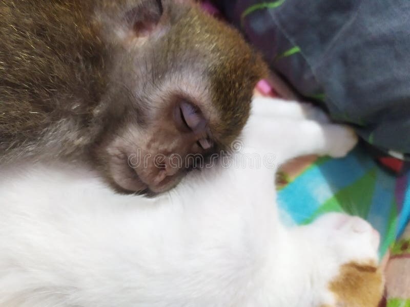 Is so Cute the Monkey and Cat always Peace Stock Photo - Image of cute ...