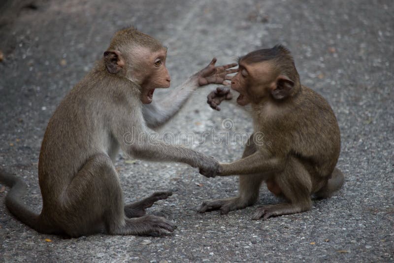 Cute monkey stock photo. Image of funny, forest, baboon - 103687432