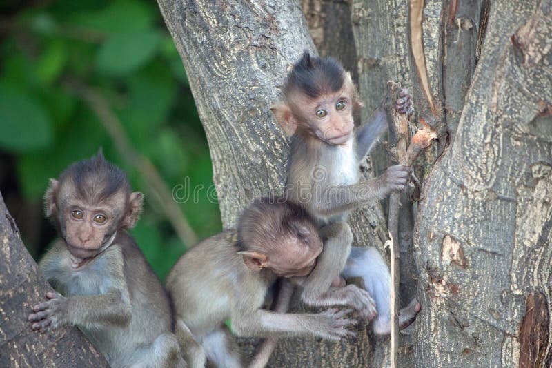 Cute monkey stock photo. Image of tree, wildlife, forest - 185736194
