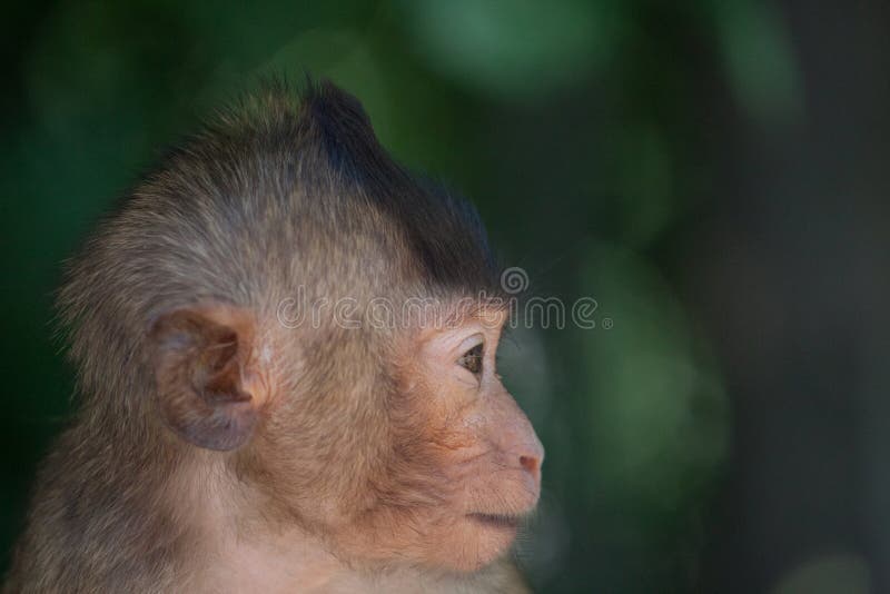 Cute monkey stock photo. Image of mammal, natural, monkey - 187197428