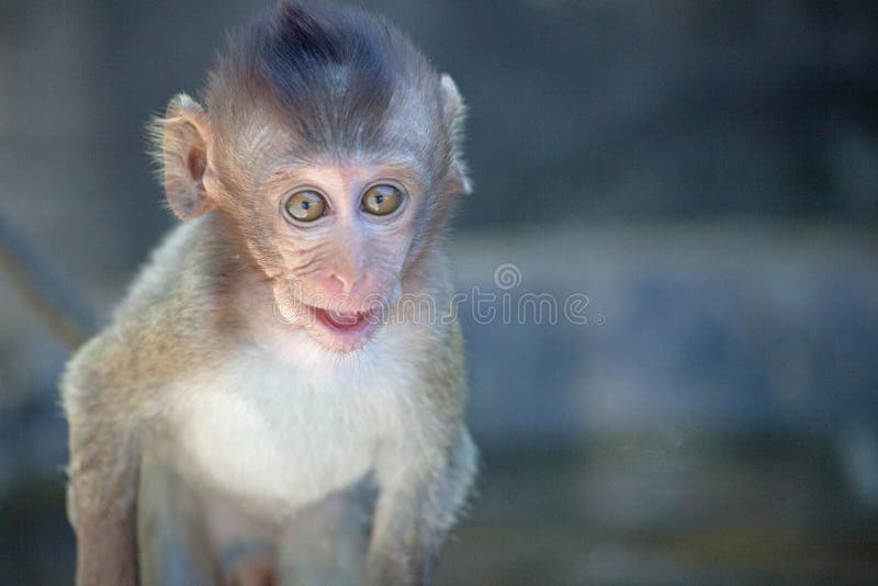 Cute monkey stock image. Image of organism, primate - 190293233