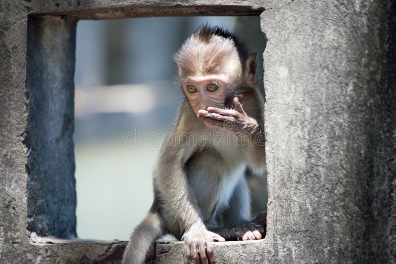 Cute monkey stock photo. Image of snout, funny, wildlife - 192316204