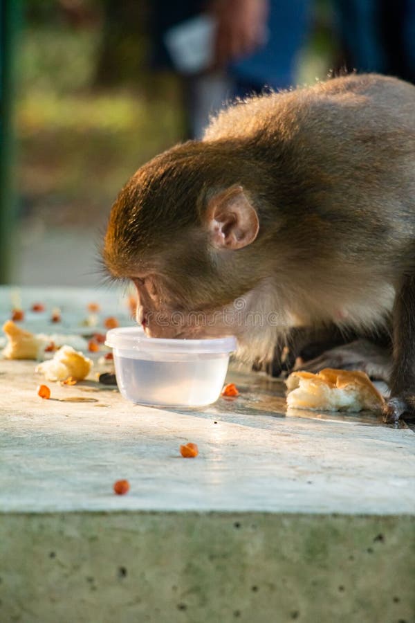 A Cute Monkey Drinking Water from a Plastic Bowl in the Park, Vertical ...