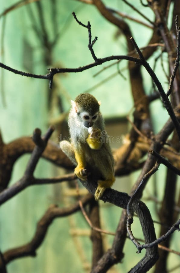 Monkey Thinking Finger Mouth Stock Photos - Free & Royalty-Free Stock ...