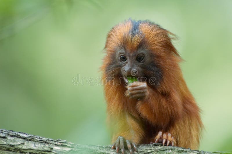 Very cute red monkey stock photo. Image of headed, tamarin - 796922
