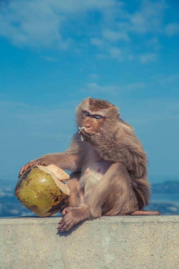 Cute Monkey Eating Coconut. Stock Photo - Image of husk, concrete: 89634006