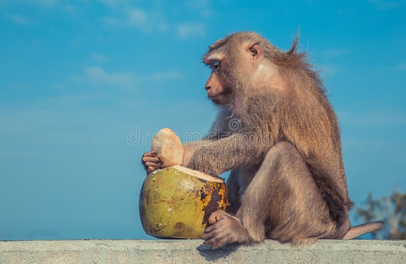 Cute Monkey Eating Coconut. Stock Photo - Image of adorable, grey: 90643904