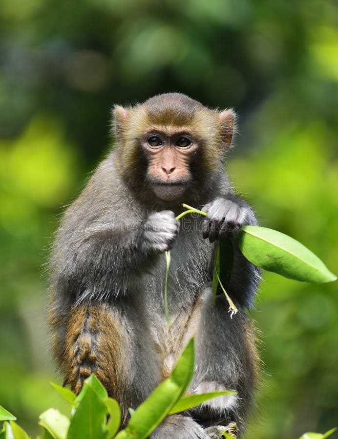 The Cute Monkey Eating Leaves Stock Photo - Image of smart, primates ...