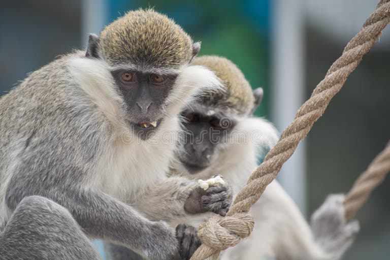 Cute monkey eating popcorn stock photo. Image of eyes - 60678872