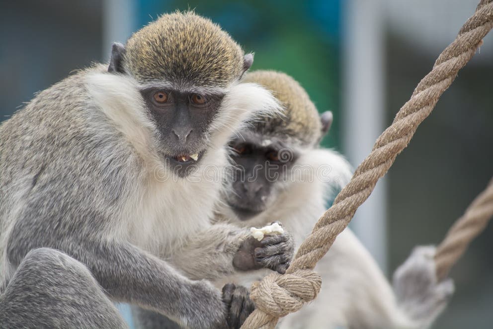 Cute monkey eating popcorn stock photo. Image of eyes - 60678872