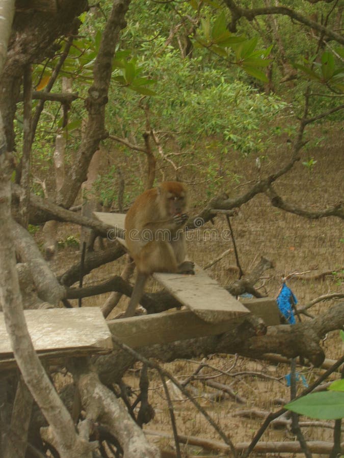 A Cute Monkey is Eating Something Stock Photo - Image of eating, monkey ...