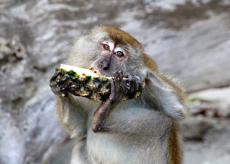A Cute Monkey Eats a Pineapple Stock Image - Image of squirrel, rodent ...