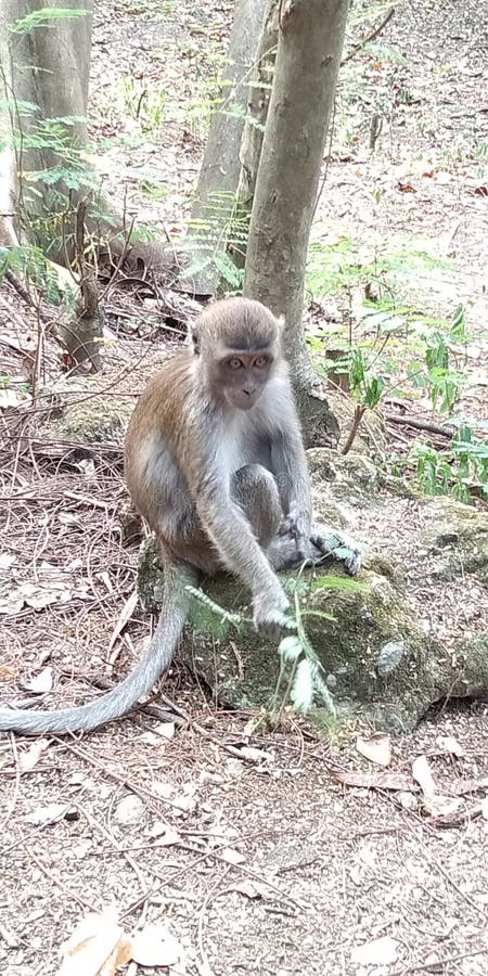 Cute Monkey enjoy the time stock image. Image of forest - 121801933
