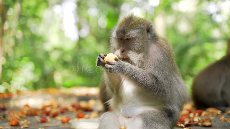 A Cute Monkey that is Enthusiastically Chewing. Feeding Monkeys Stock ...