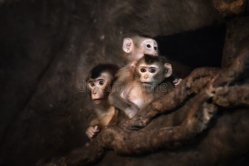 Cute monkey face stock photo. Image of forest, grass - 77082262