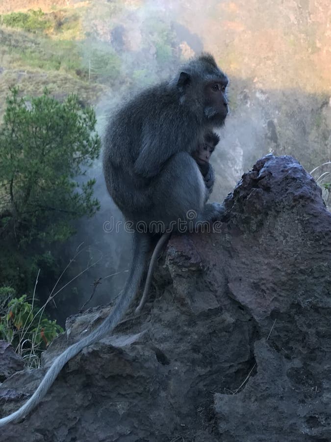Monkey stock image. Image of monkey, smoke, cute, volcano - 107936211