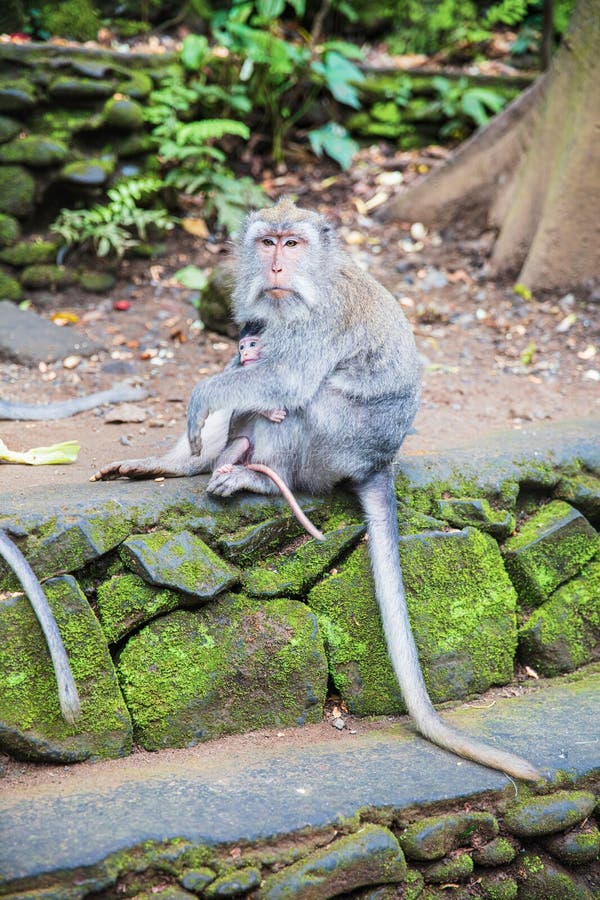Cute Monkey with His Cub is Sitting on the Stones Stock Image - Image ...