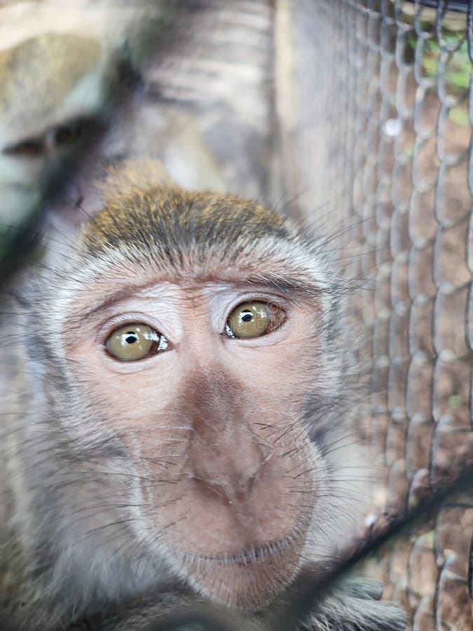 Cute monkey is smiling stock image. Image of cute, camera - 264374703