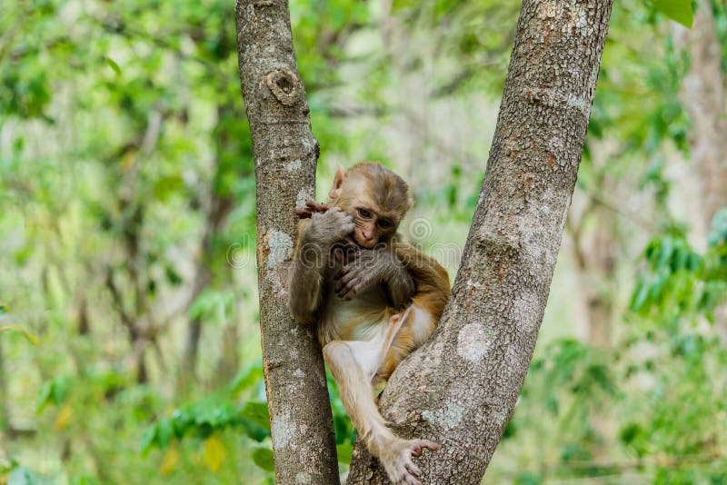 Cute Monkey Lives in a Natural Forest . Stock Photo - Image of wild ...