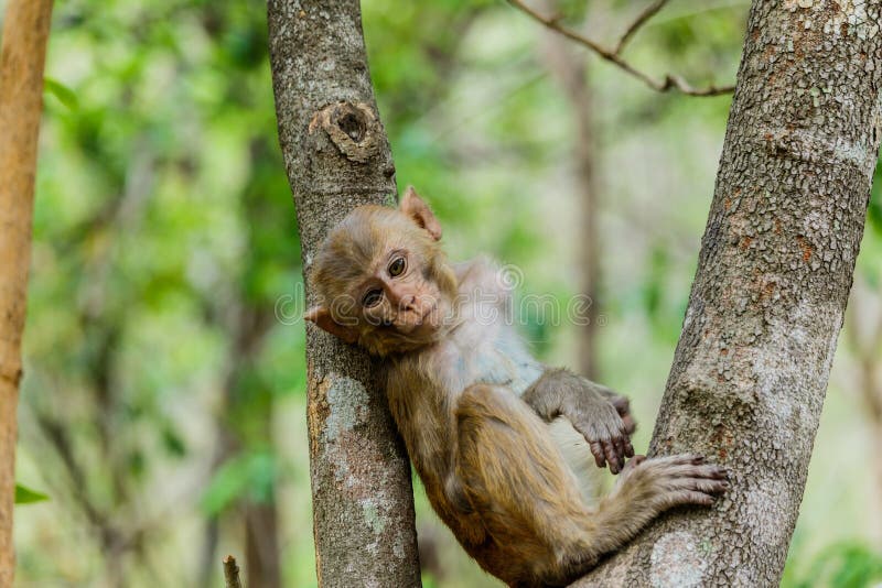 Cute Monkey Lives in a Natural Forest . Stock Image - Image of real ...