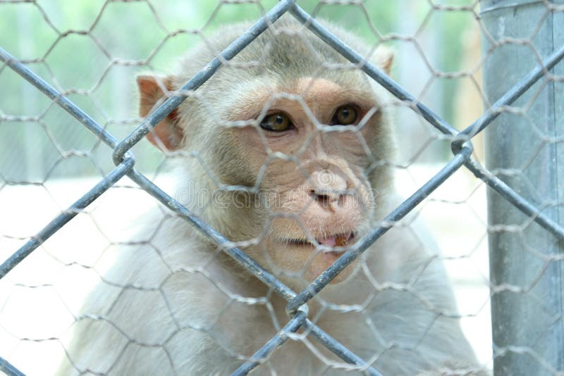 Monkey are Clever Social Animals. Stock Photo - Image of animals, lives ...