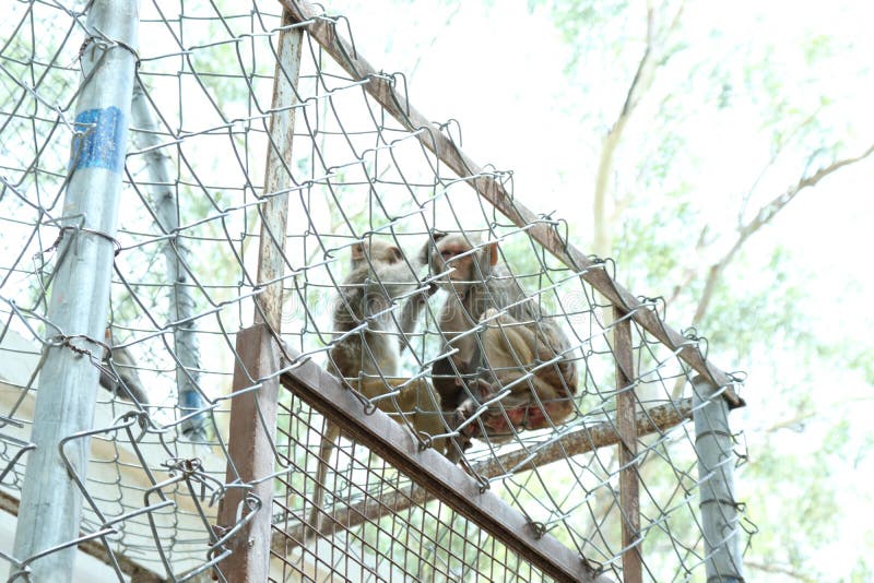 Monkey are Clever Social Animals. Stock Photo - Image of animal ...