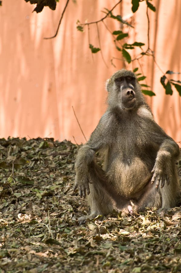 Cute Monkey Making a Funny Face Stock Image - Image of animal, baboon ...