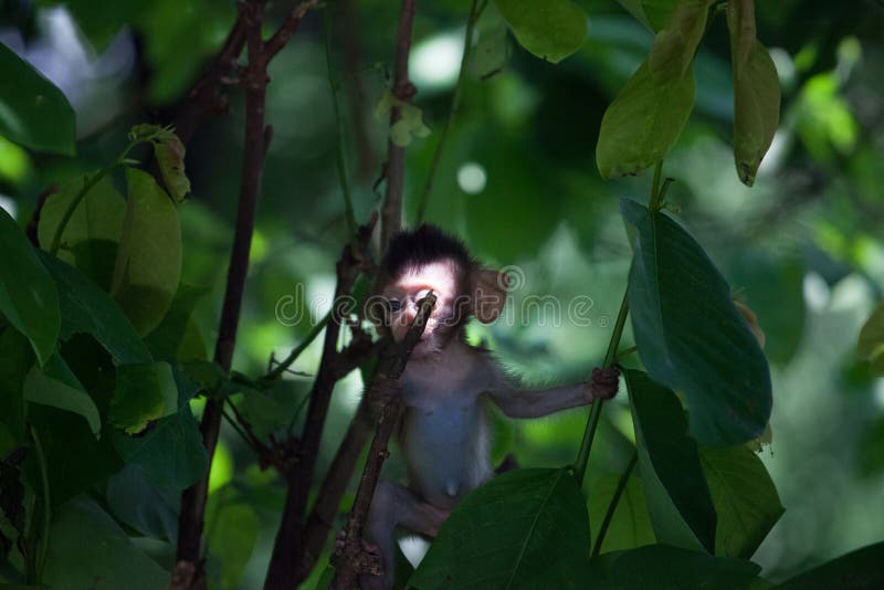 Cute monkey stock photo. Image of tree, wildlife, cute - 180238200