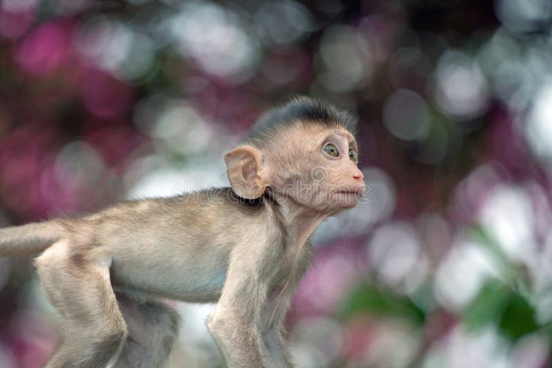 Cute monkey stock photo. Image of funny, forest, wildlife - 182789116